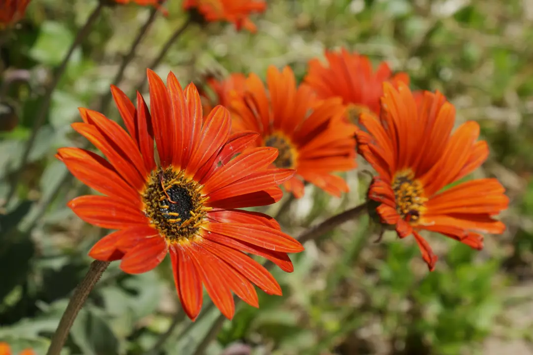Buy Arctotis 'Pumpkin Pie' Plants Online | Free Shipping NZ