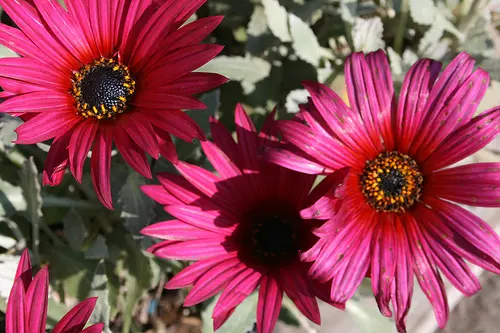 Buy Arctotis 'Purple' Plants Online | Free Shipping NZ Wide