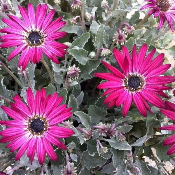 Buy Arctotis 'Silverdust Pink' Plants Online | Free Shipping