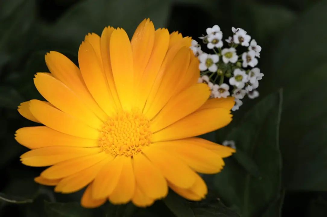 Buy Arctotis 'Yellow' Plants Online | Free Shipping NZ Wide