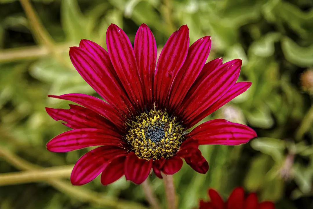 Buy Arctotis 'Cherry Silk' Plants Online | Free Shipping NZ