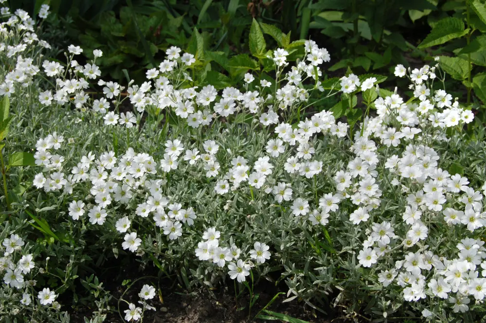 Buy Arenaria 'Avalanche' Plants Online | Free Shipping NZ