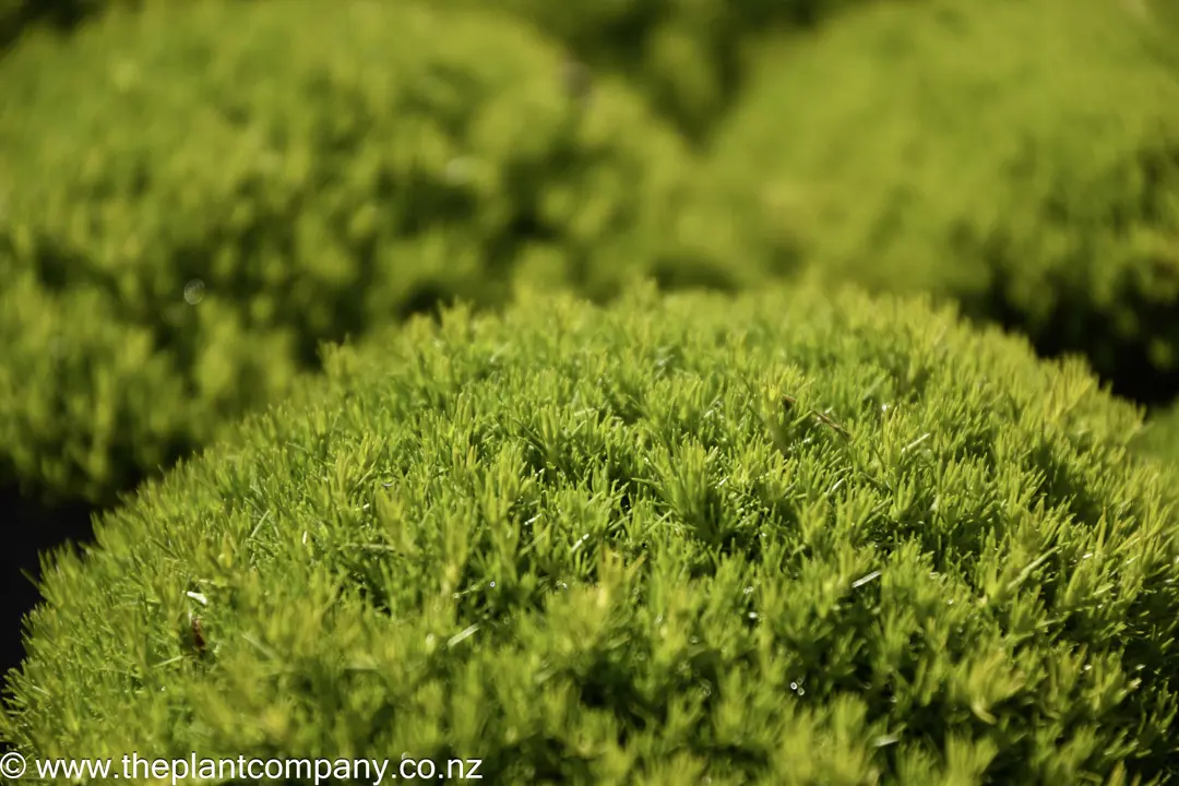 Buy Arenaria Aurea Plants | Free Shipping Over $150