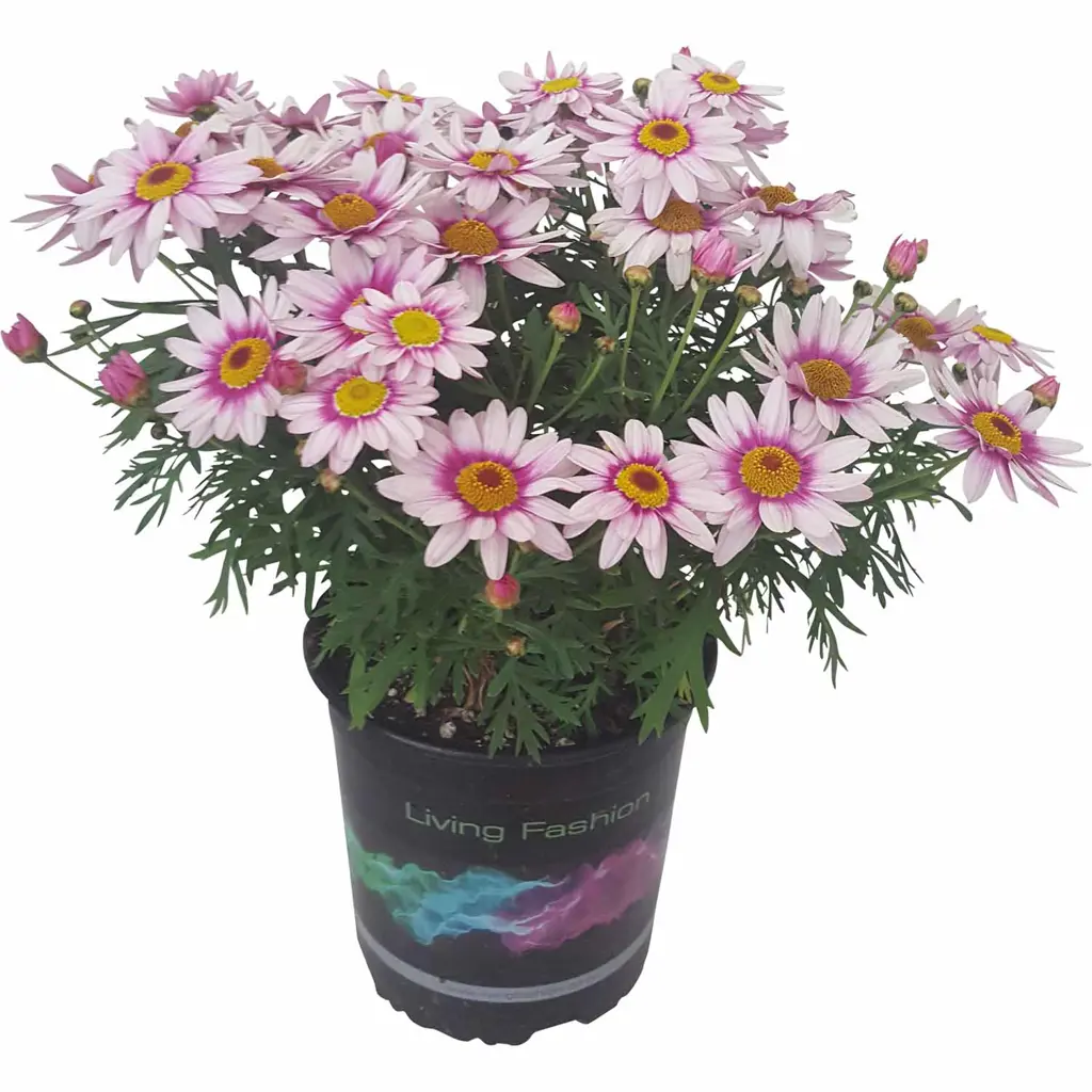 Buy Argyranthemum Barbie Plants | Free Shipping Over $150