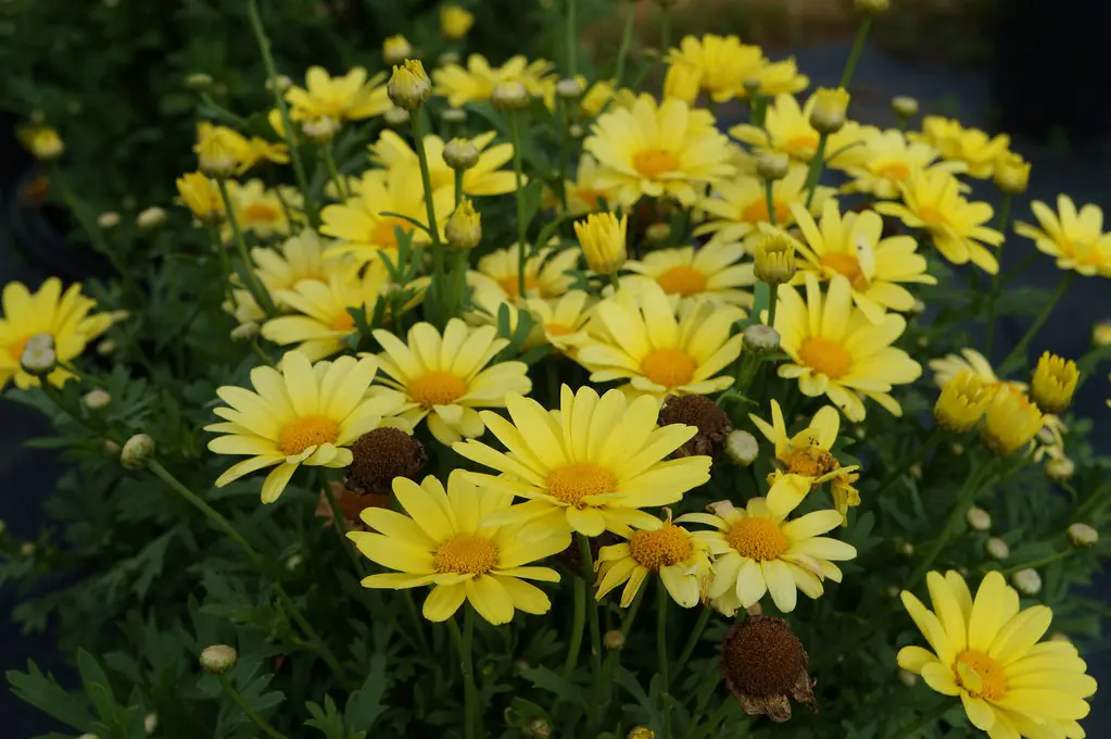 Buy Argyranthemum Beauty Yellow Plants | Free Shipping Over $150