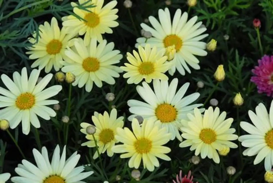 Buy Argyranthemum Butterball Plants | Free Shipping Over $150