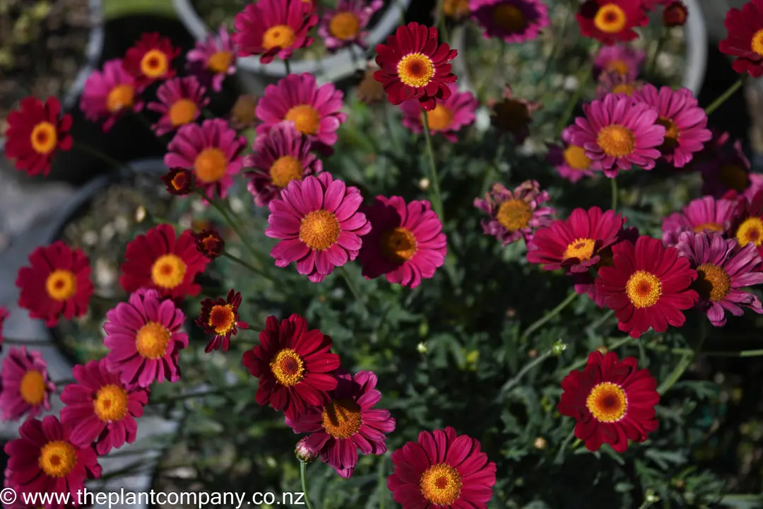 Buy Argyranthemum Starlight Red Plants | Free Shipping Over $150