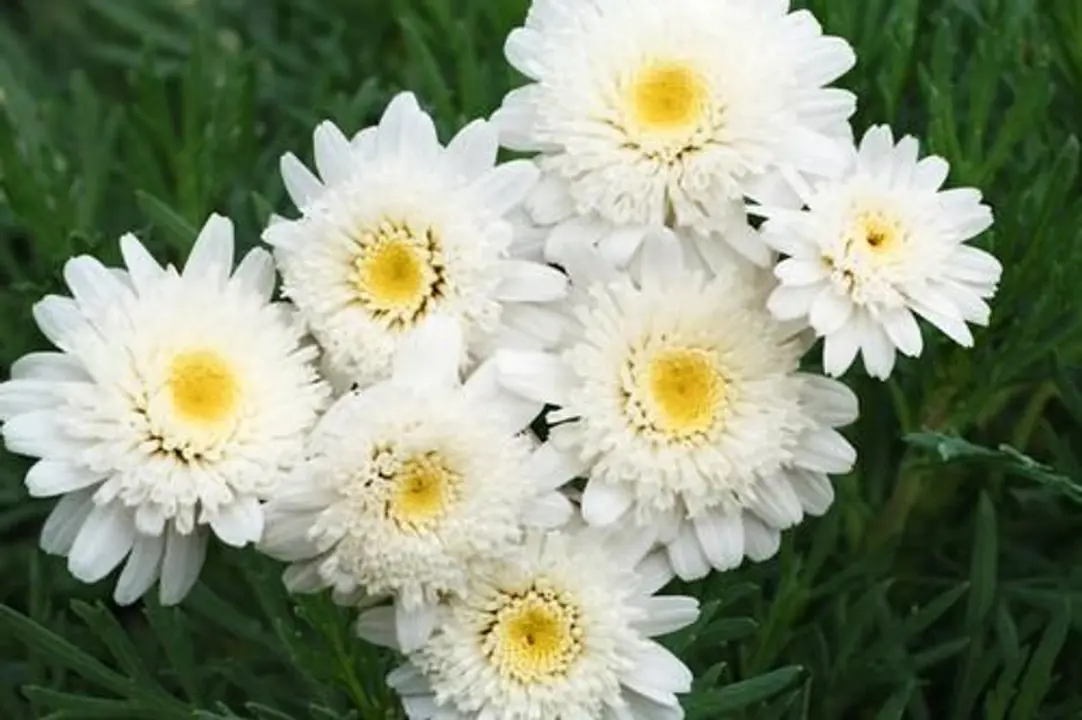 Buy Argyranthemum ‘Sugar and Ice’ | Free Shipping NZ Wide