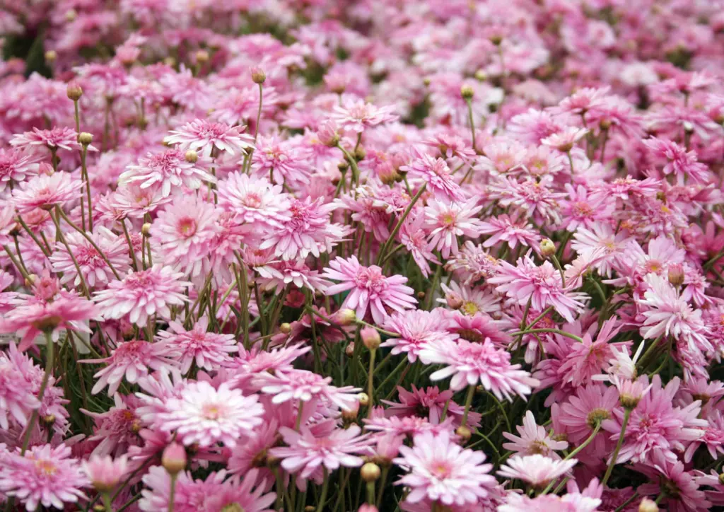 Buy Argyranthemum Summer Stars Plants | Free Shipping Over $150