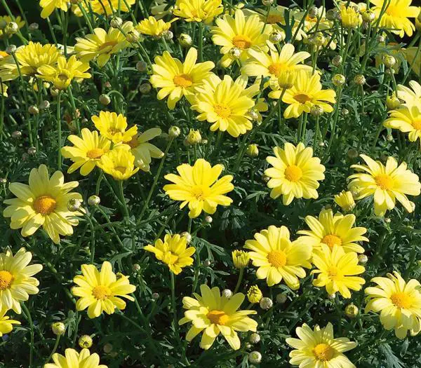 Buy Argyranthemum Yellow Plants | Free Shipping Over $150