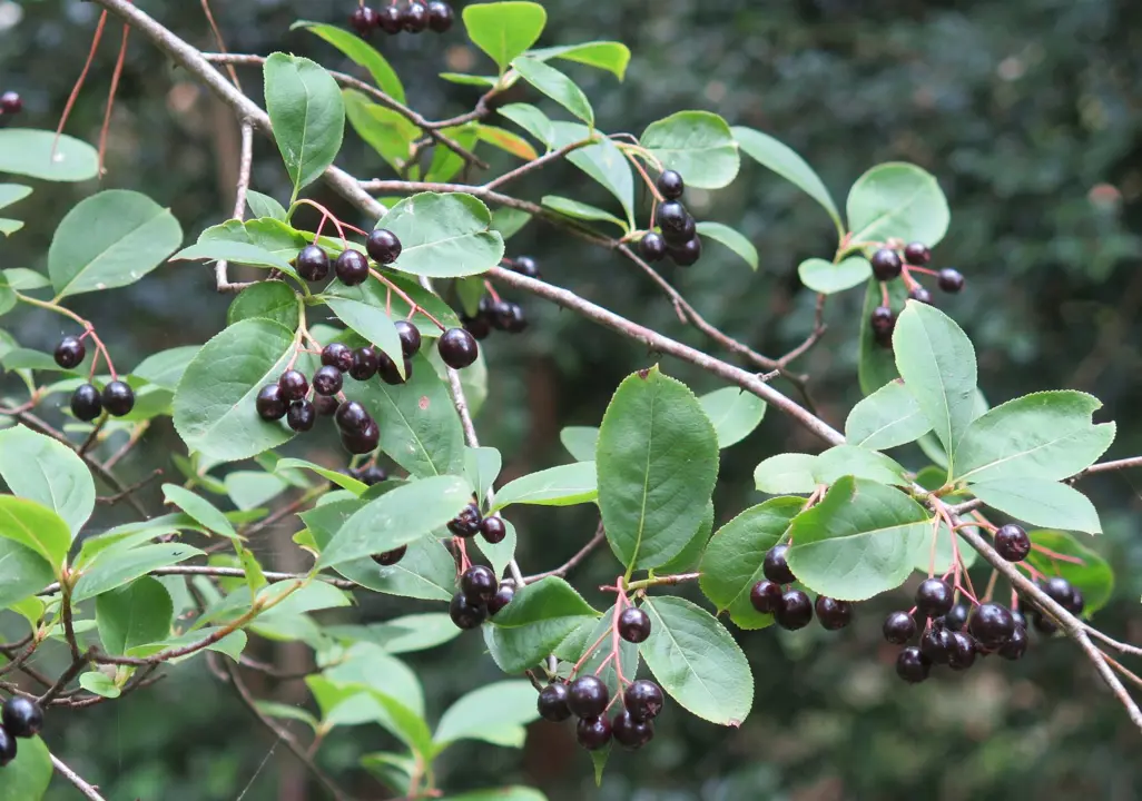 Buy Aristotelia chilensis (Maqui Berry Tree) Online NZ