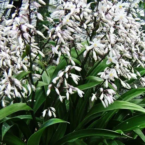 Buy Arthropodium Avalanche Plants | Free Shipping Over $150