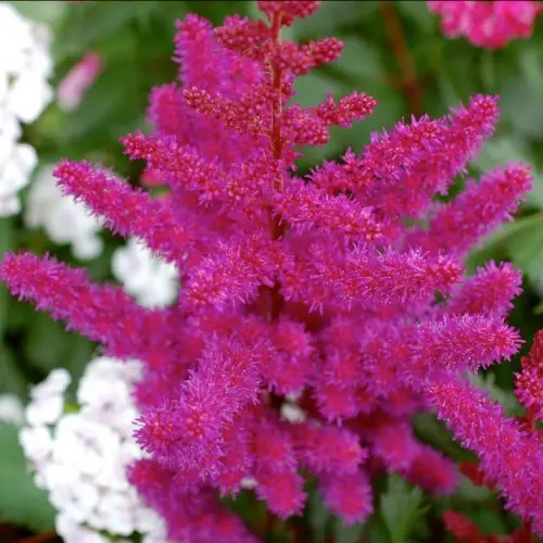 Buy Astilbe Fuchsia Spangles Plants | Free Shipping Over $150