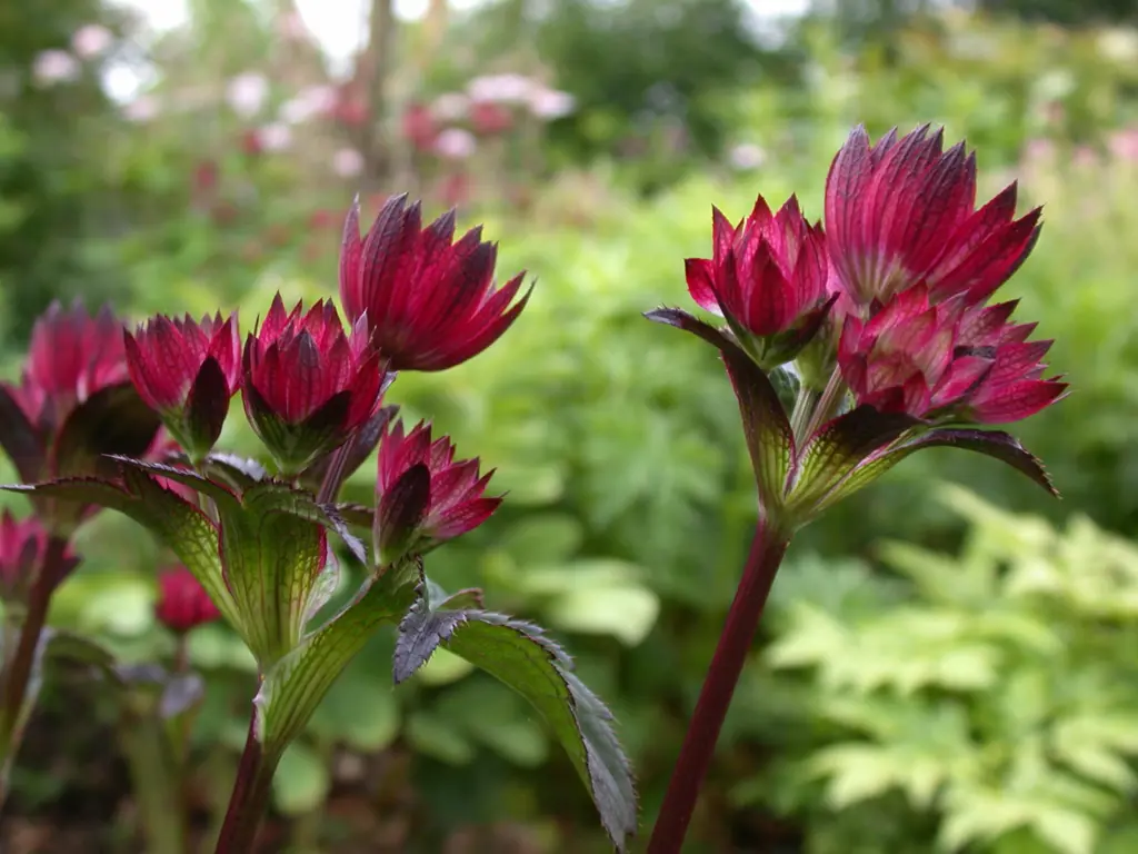 Buy Astrantia Claret Plants | Free Shipping Over $150