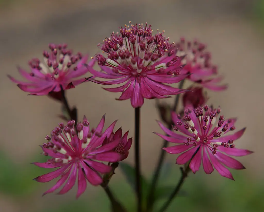 Buy Astrantia Ruby Wedding Plants | Free Shipping Over $150