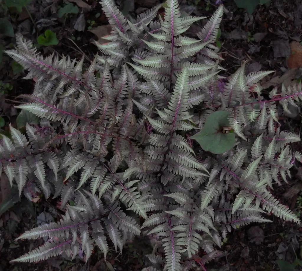 Buy Athyrium niponicum Pictum Plants | Free Shipping Over $150