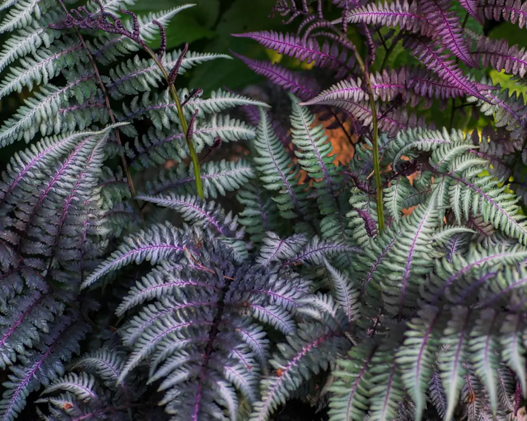 Buy Athyrium niponicum Ursula's Red Plants