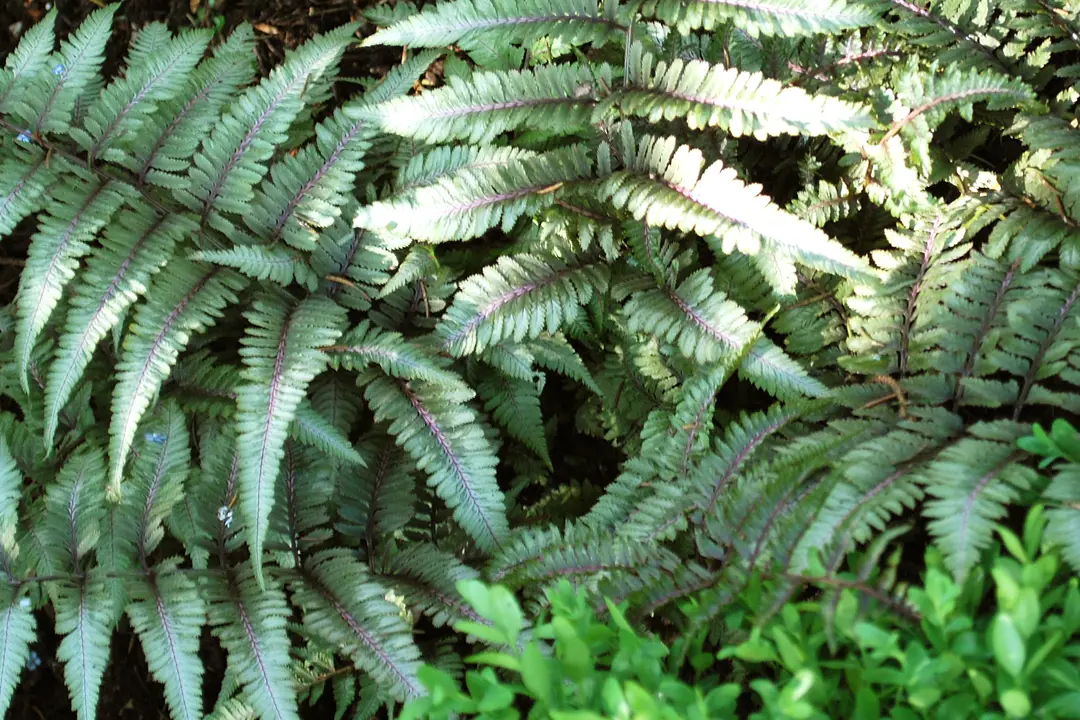 Buy Athyrium niponicum Plants | Free Shipping Over $150