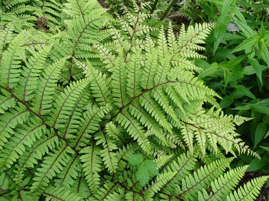 Buy Athyrium Okanum Plants | Free Shipping Over $150