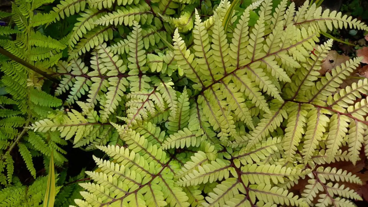 Buy Athyrium otophorum Plants | Free Shipping Over $150