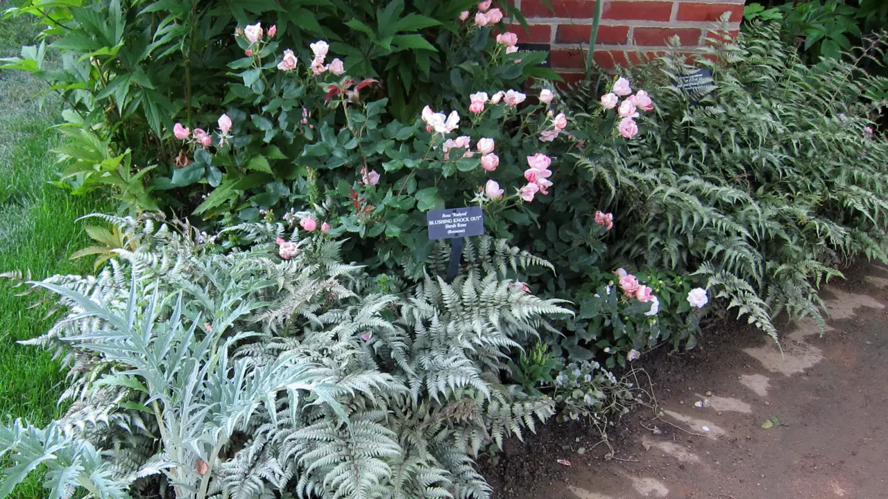 Buy Athyrium Silver Falls Plants | Free Shipping Over $150