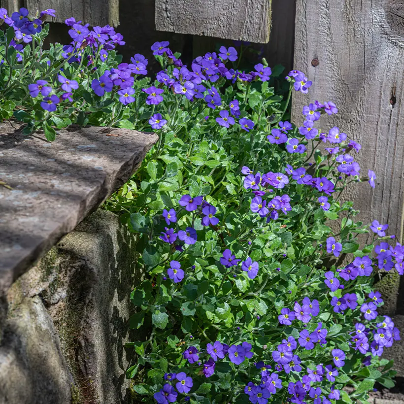 Buy Aubrieta Blue Cascade Plants | Free Shipping Over $150