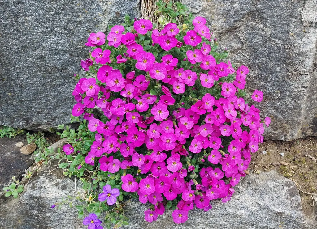 Buy Aubrieta cultorum Plants | Free Shipping Over $150