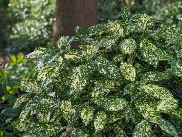 Buy Aucuba japonica Crotonifolia Plants | Free Shipping Over $150