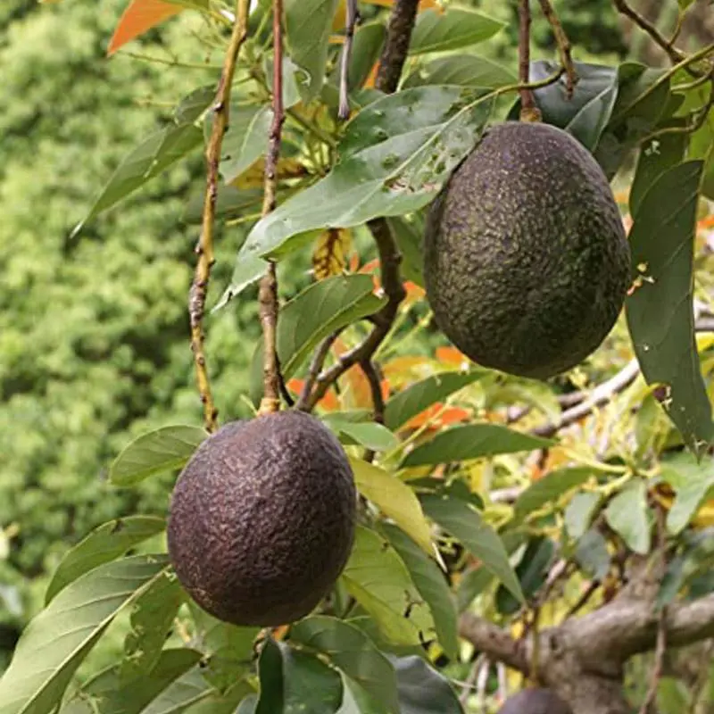 Buy 'Cleopatra' Avocado (Dwarf Avocado Tree) Online NZ