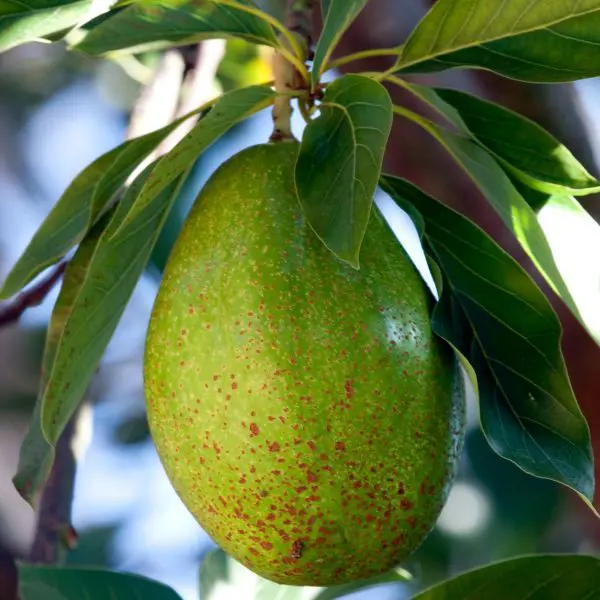 Buy 'Bacon' Avocado Trees Online | Free Shipping NZ Wide