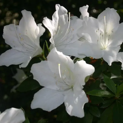 Buy Azalea Alba Magnifica Plants | Free Shipping Over $150
