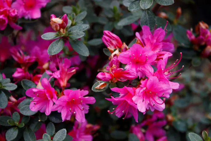 Buy Azalea Amoena Plants Online