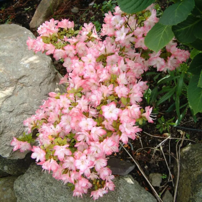 Buy Azalea 'Apple Blossom' Plants | Free Shipping Over $150
