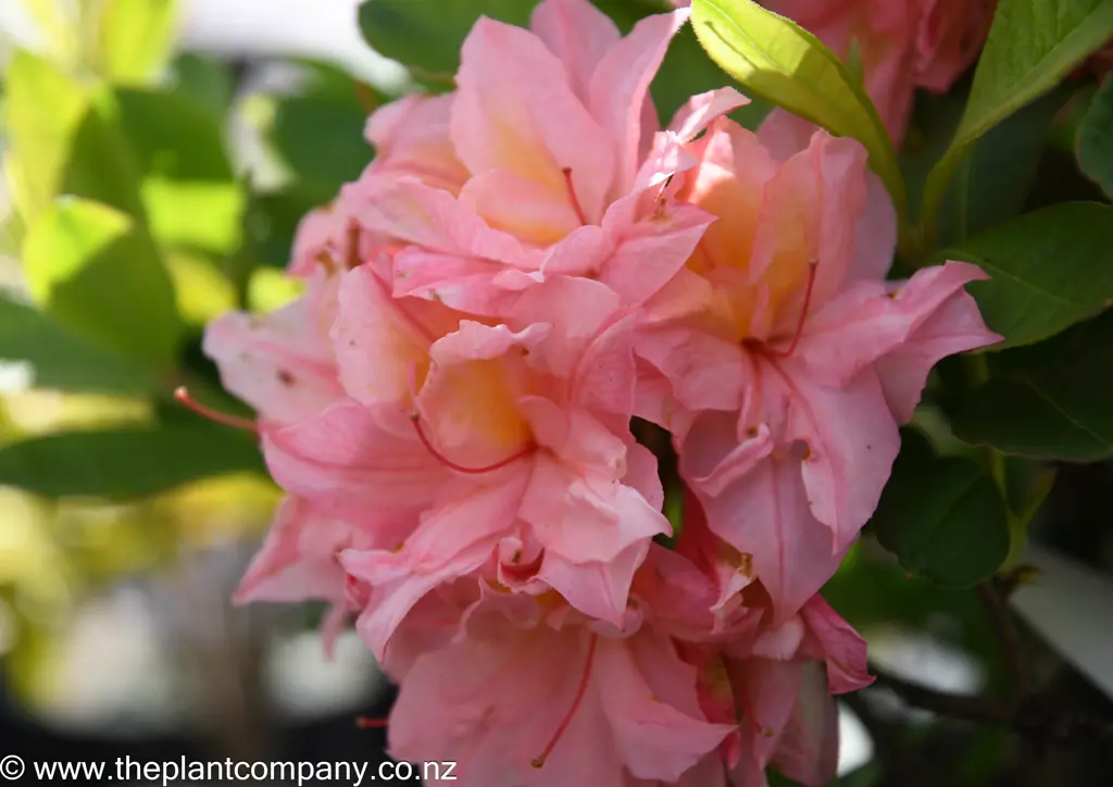 Buy Azalea Apricot Beauty Plants Online