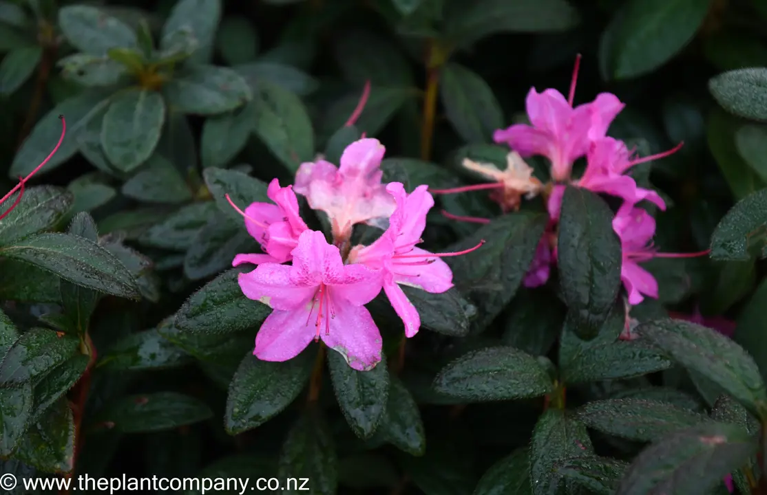 Buy Azalea Autumn Amethyst Plants | Free Shipping Over $150