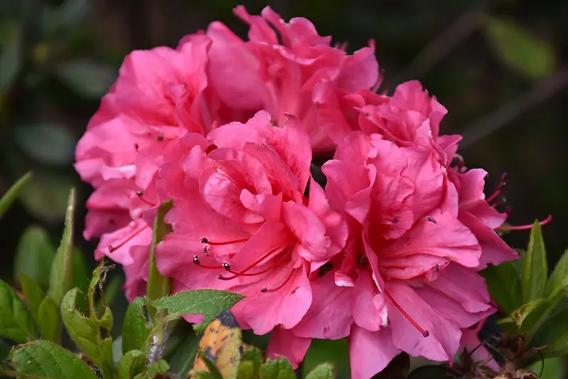 Buy Azalea Autumn Carnival Plants | Free Shipping Over $150