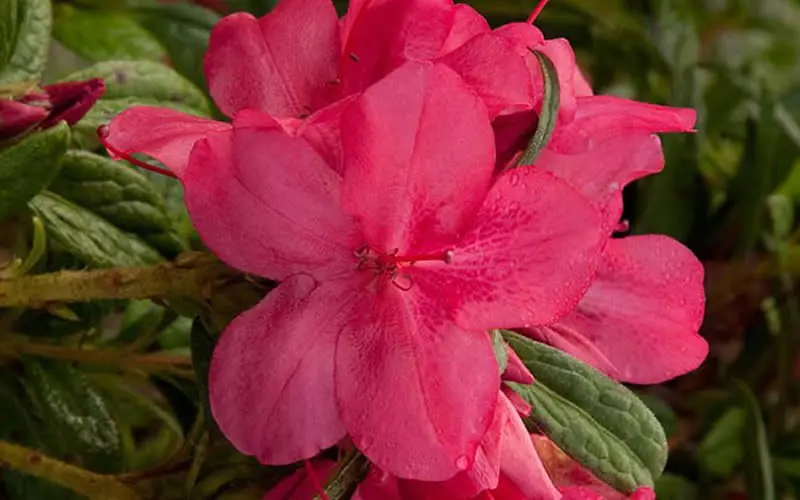 Buy Azalea Autumn Jewel Plants | Free Shipping Over $150