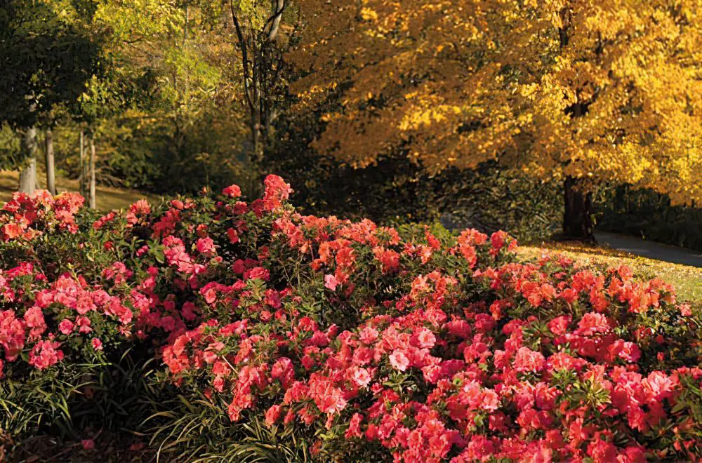 Buy Azalea Autumn Monarch Plants | Free Shipping Over $150