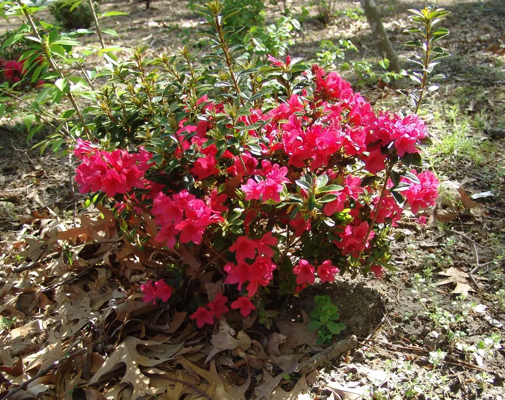 Buy Azalea Autumn Ruby Plants | Free Shipping Over $150