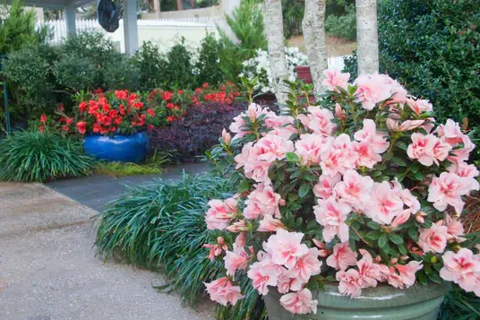 Buy Azalea Autumn Starburst Plants | Free Shipping Over $150
