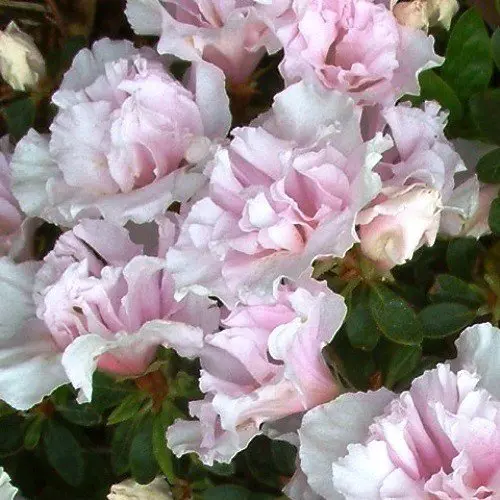 Buy Azalea Blushing Bride Plants | Free Shipping Over $150