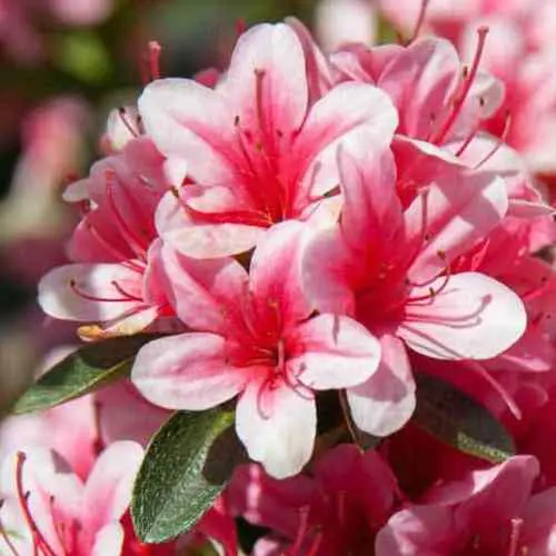 Buy Azalea Cherry Blossom Plants | Free Shipping Over $150