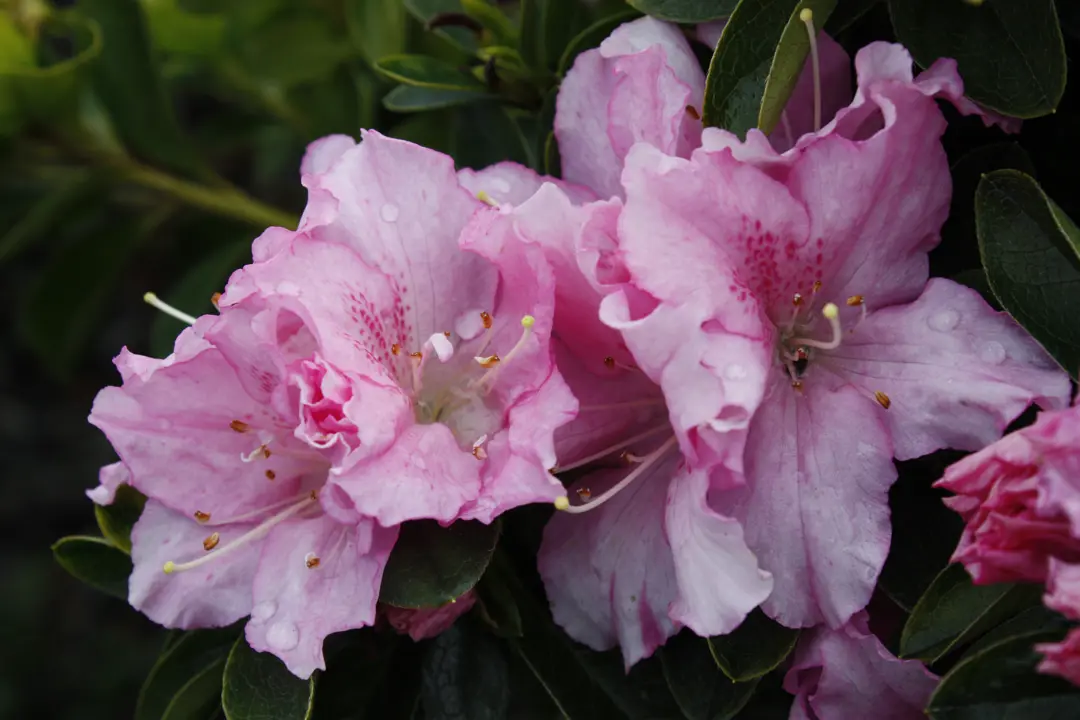 Buy Azalea Constance Plants | Free Shipping Over $150