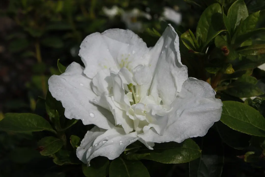 Buy Azalea Daphne Plants | Free Shipping Over $150