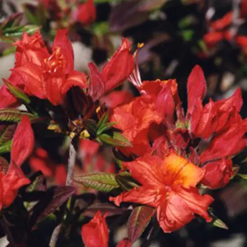 Buy Azalea Dorothy Corston Plants Online