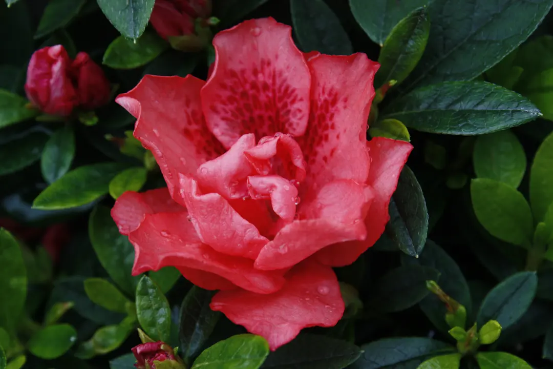 Buy Azalea Dorothy Gish Plants | Free Shipping Over $150