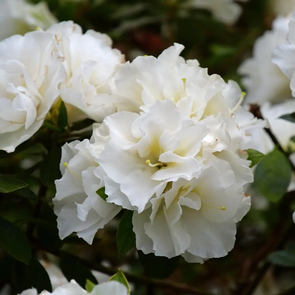 Buy Azalea Double White Plants | Free Shipping Over $150