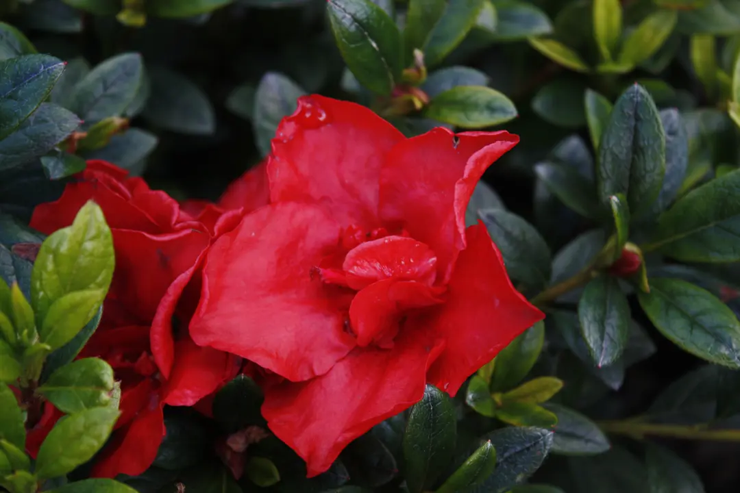 Buy Azalea Elsa Karga Plants | Free Shipping Over $150