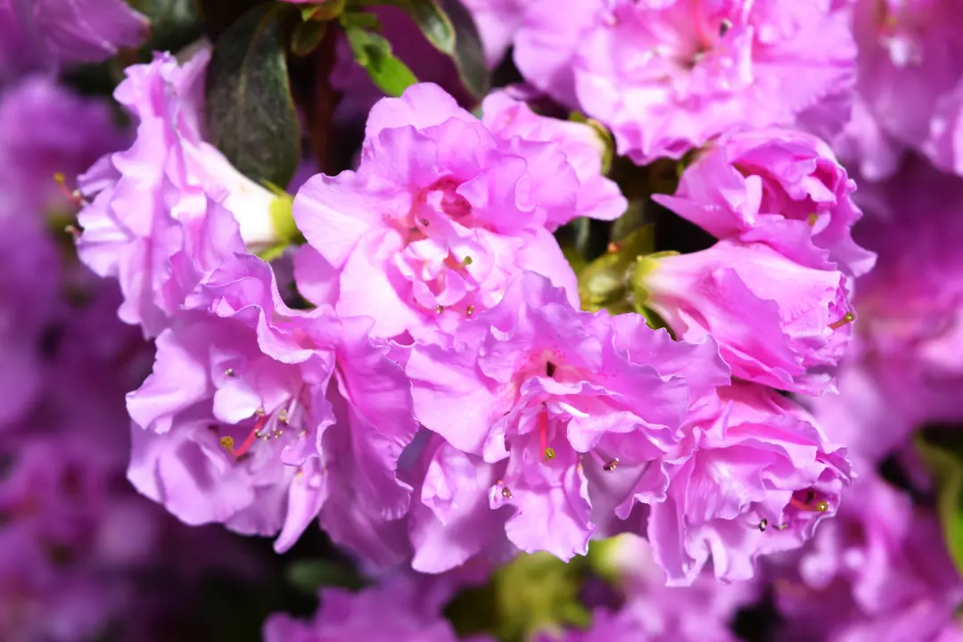 Buy Azalea Elsie Lee Plants | Free Shipping Over $150