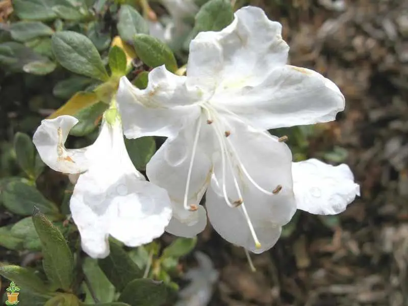 Buy Azalea Eureka White Plants | Free Shipping Over $150